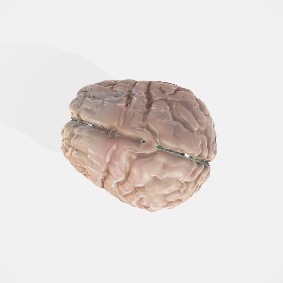 A Realistic Human Brain 3D Model - TurboSquid 2263097