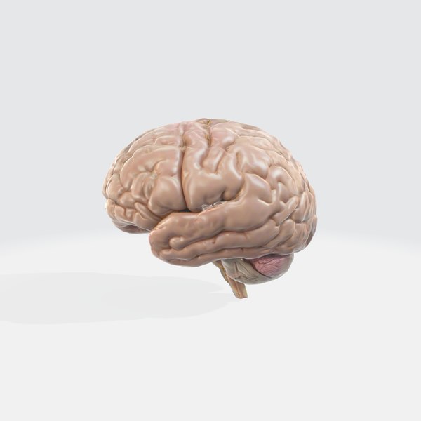 modelo 3d Un cerebro humano realista - TurboSquid 2263097