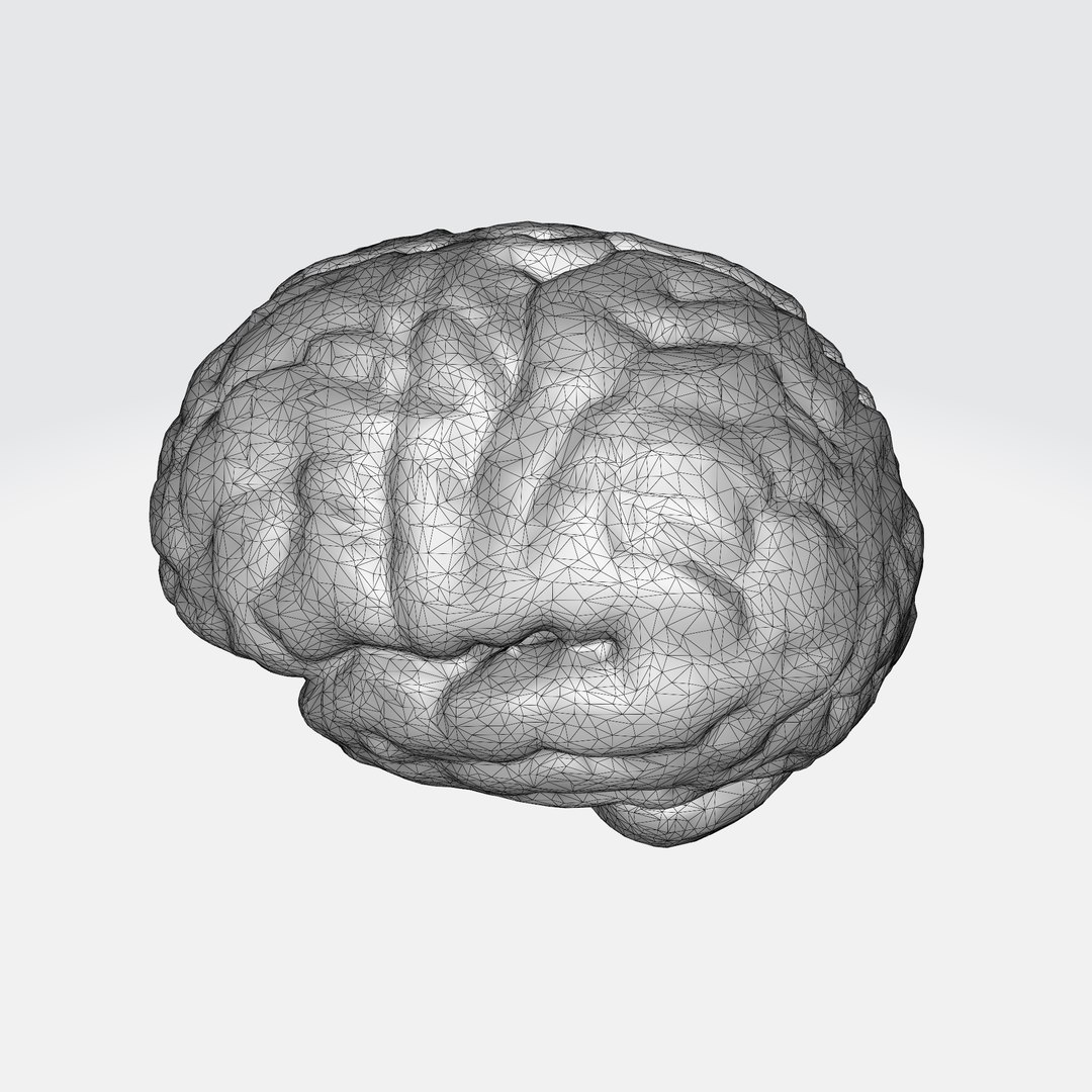 A Realistic Human Brain 3D Model - TurboSquid 2263097