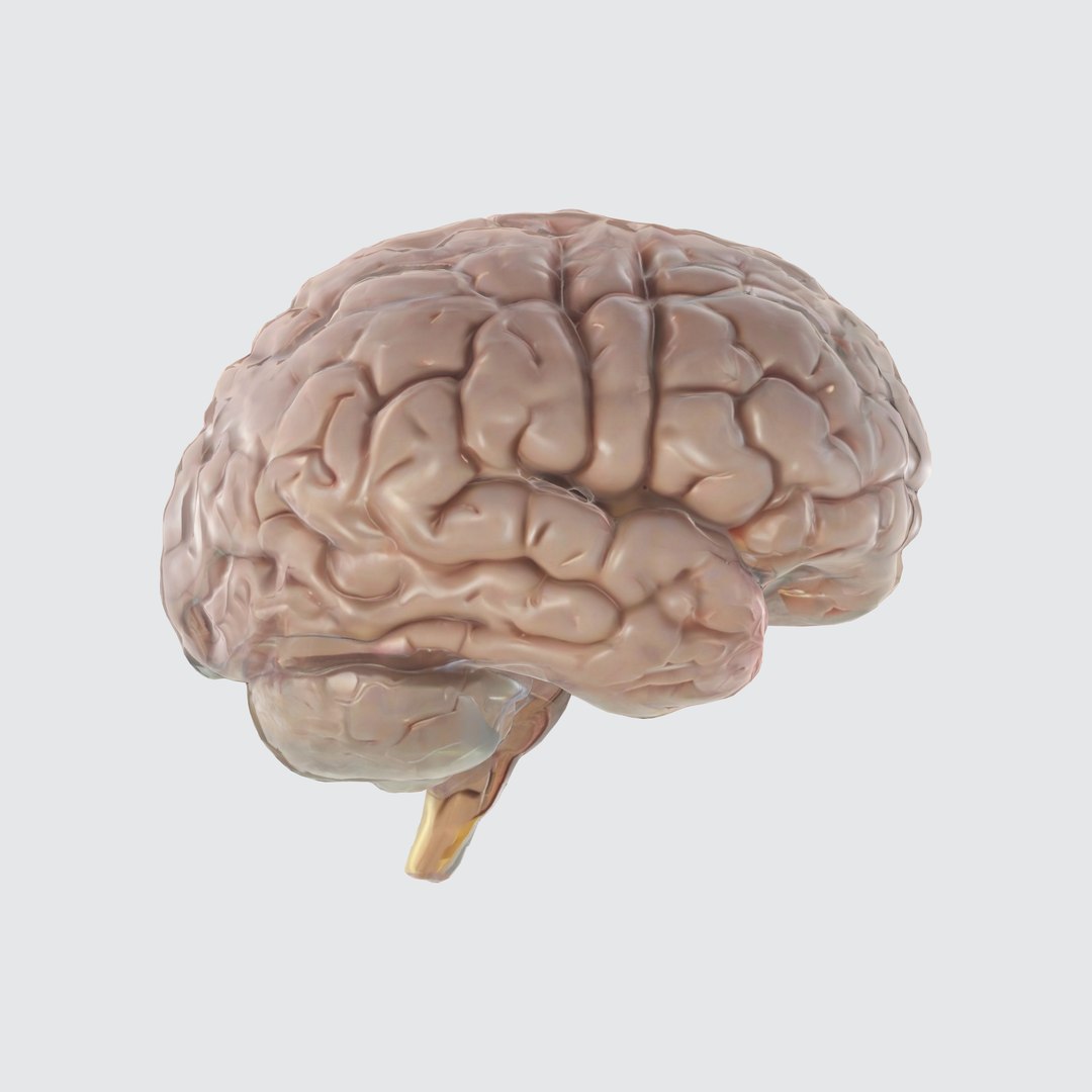 A Realistic Human Brain 3D Model - TurboSquid 2263097