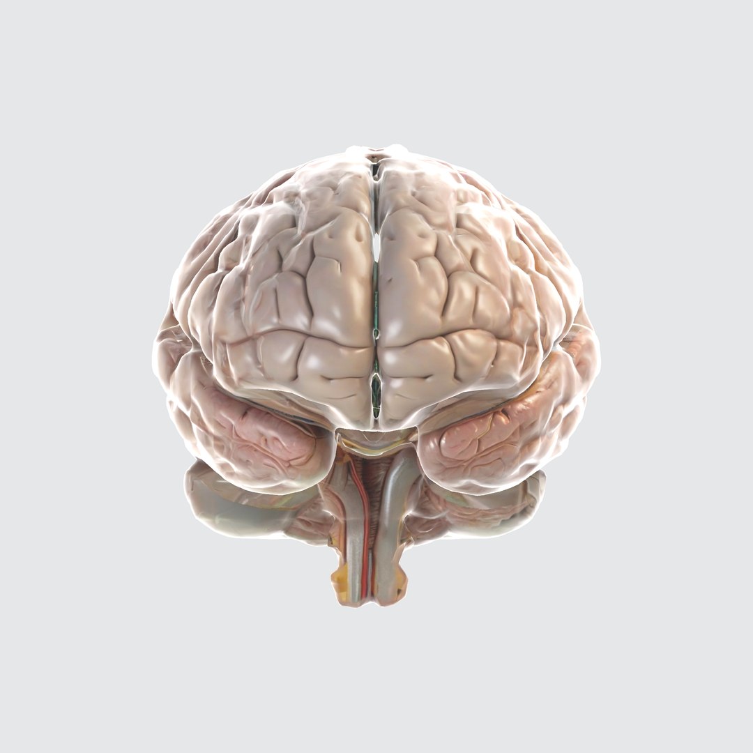 A Realistic Human Brain 3D Model - TurboSquid 2263097