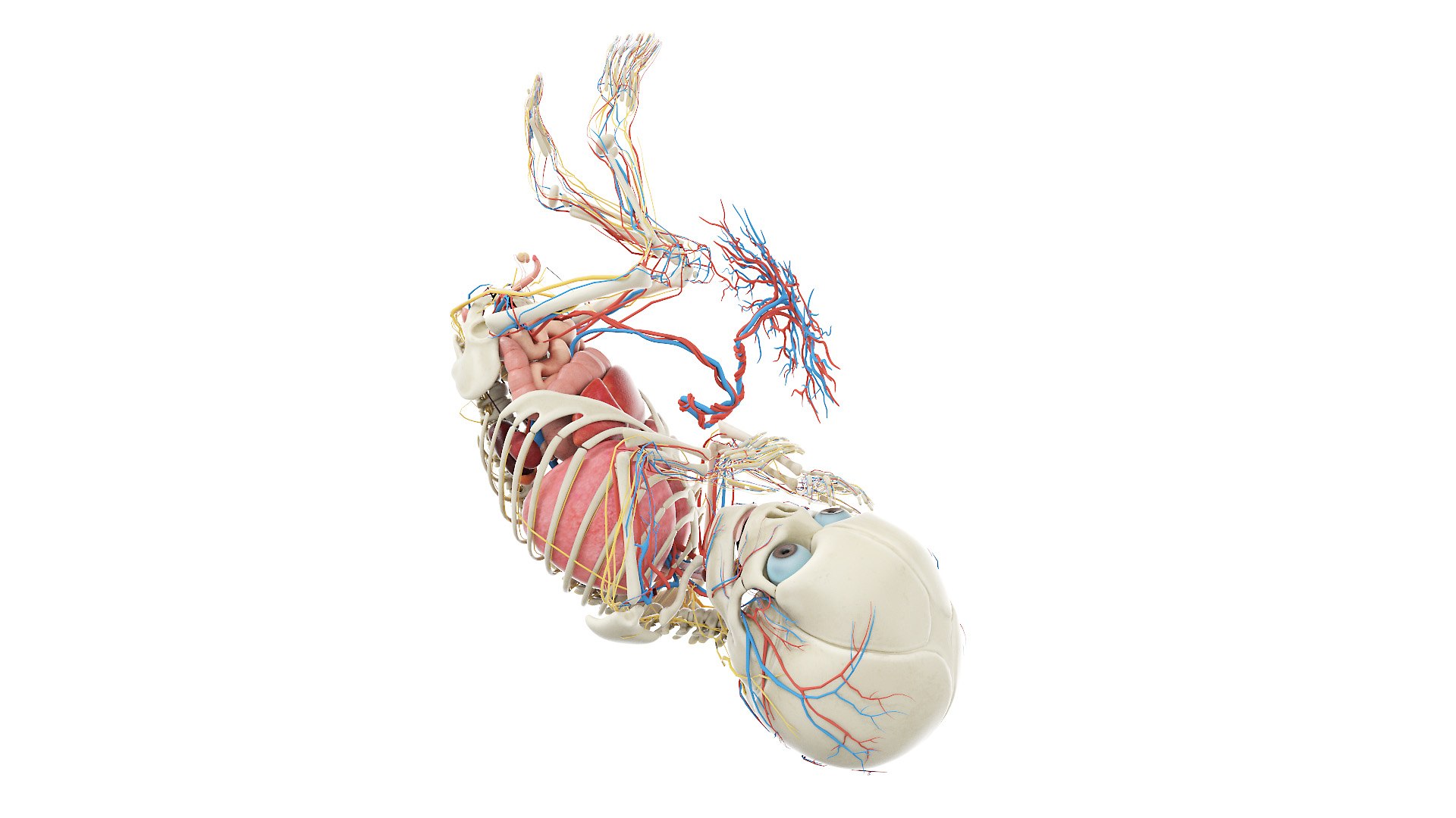 Fetus Anatomy Week 41 Animated 3D Model - TurboSquid 1787516