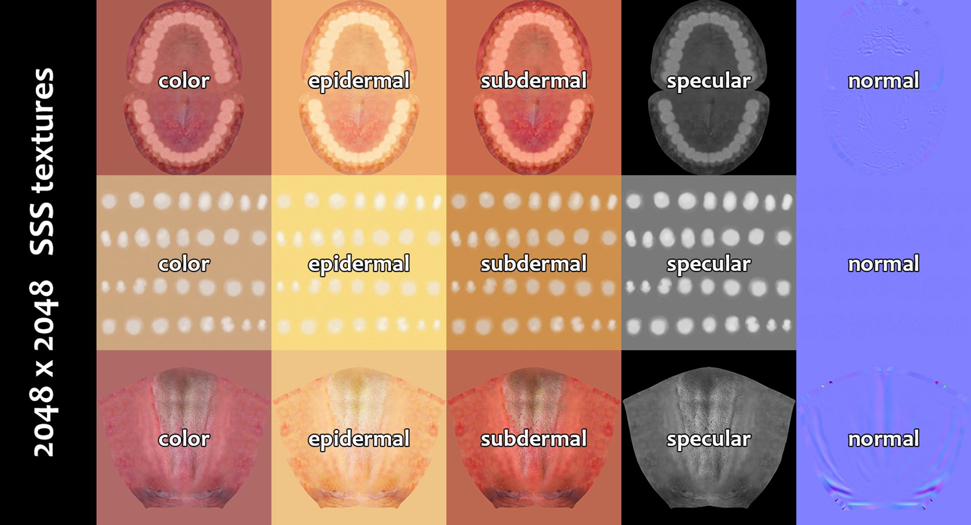 3D model human teeth - TurboSquid 1354634
