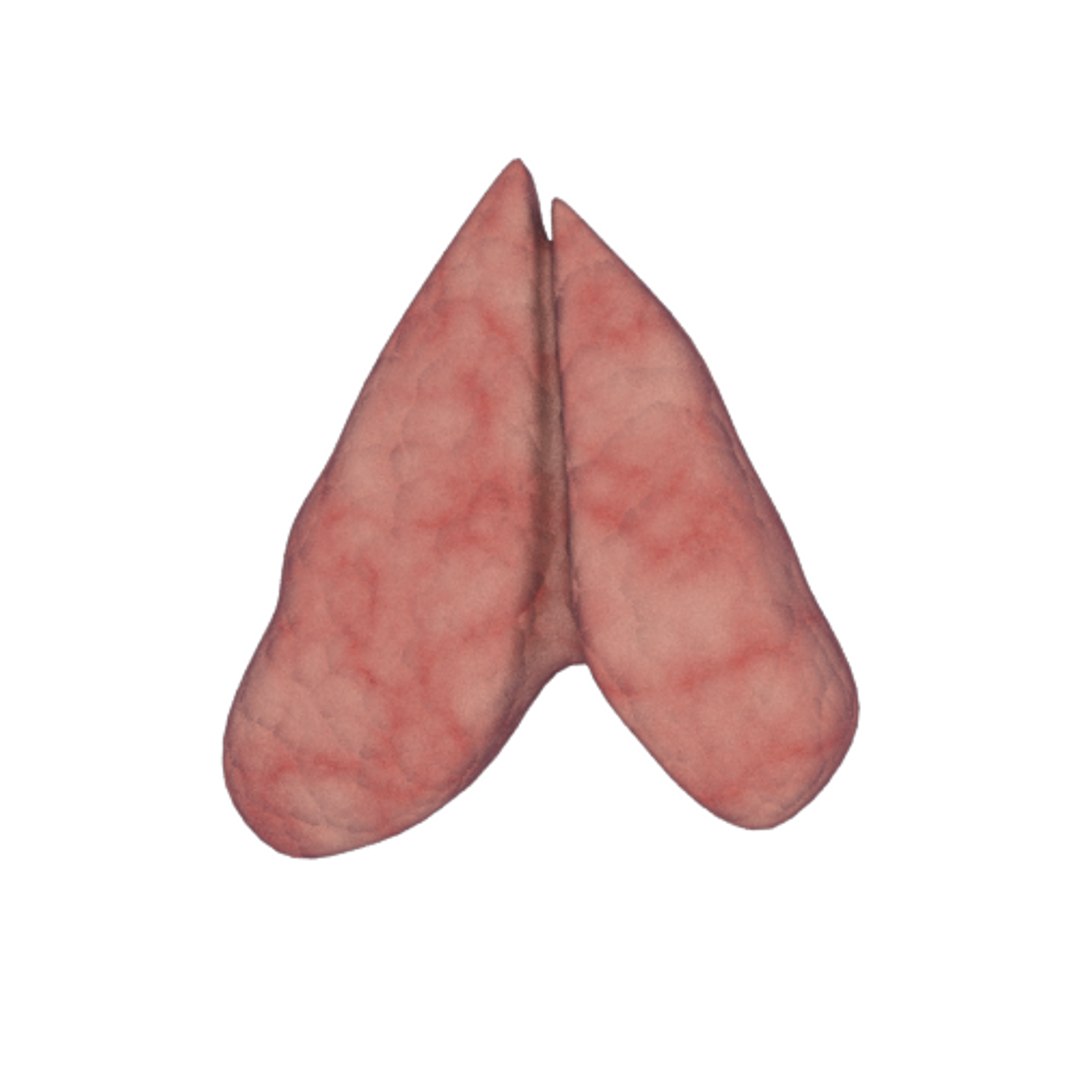 3d Thymus Medical Model