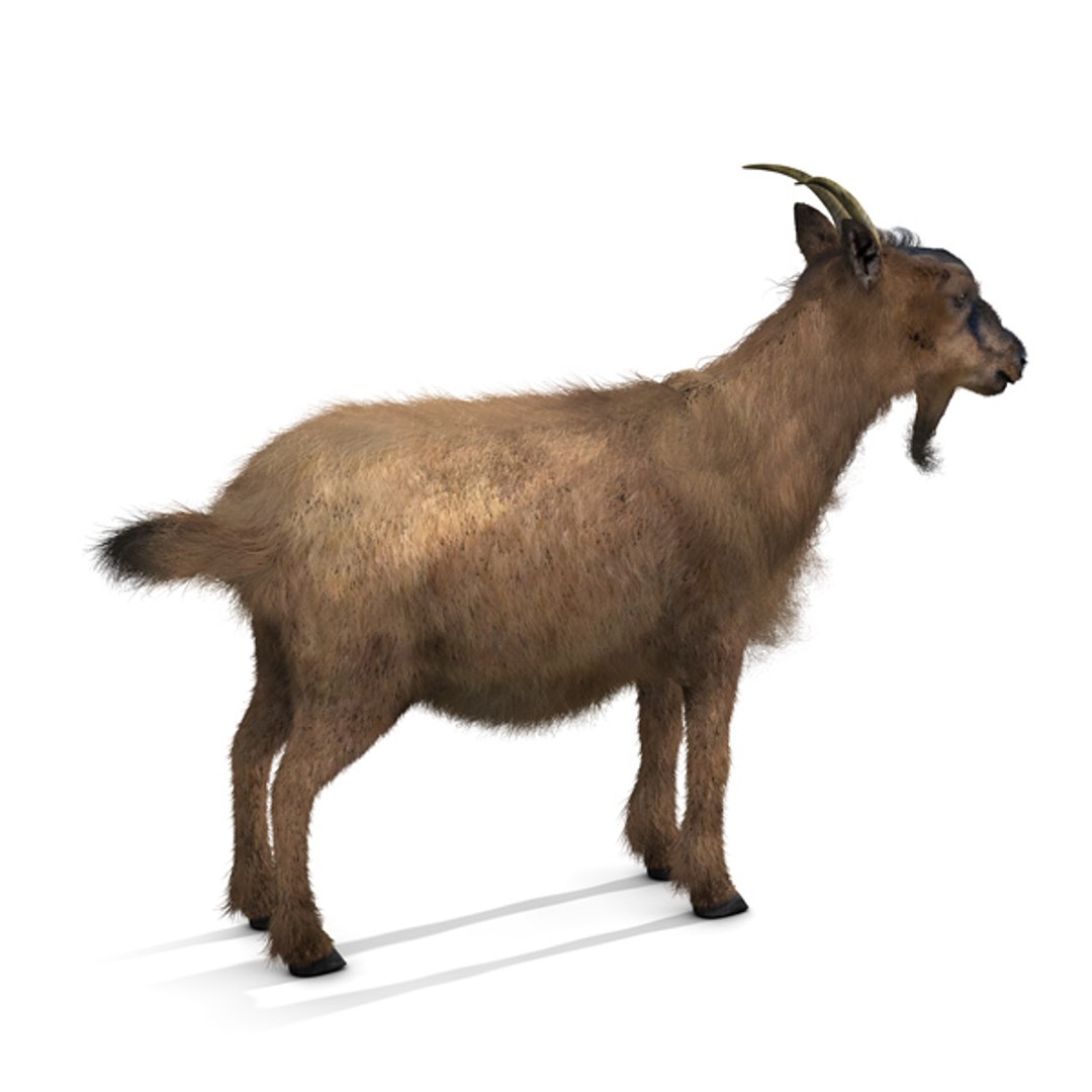 Goat animal 3D model - TurboSquid 1340263