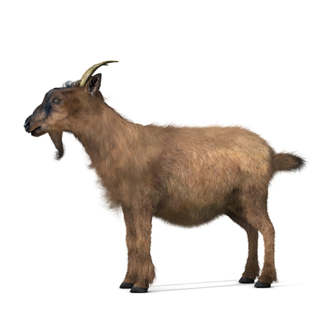 Goat animal 3D model - TurboSquid 1340263