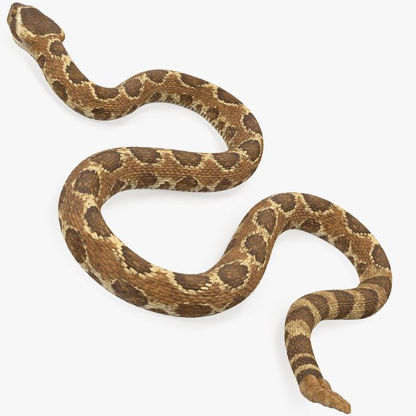 Snake 3D Models for Download | TurboSquid