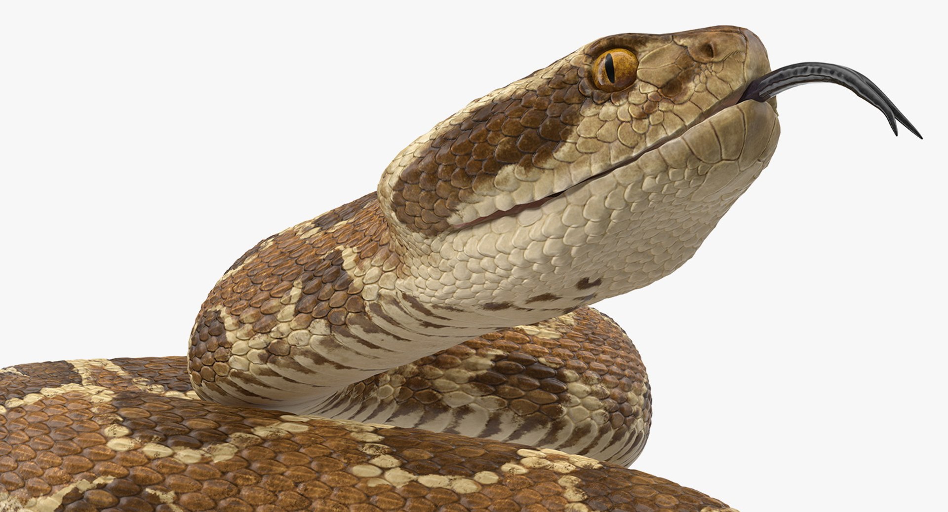 3D Rattlesnake Snake Rattle Rigged Model - TurboSquid 1436170