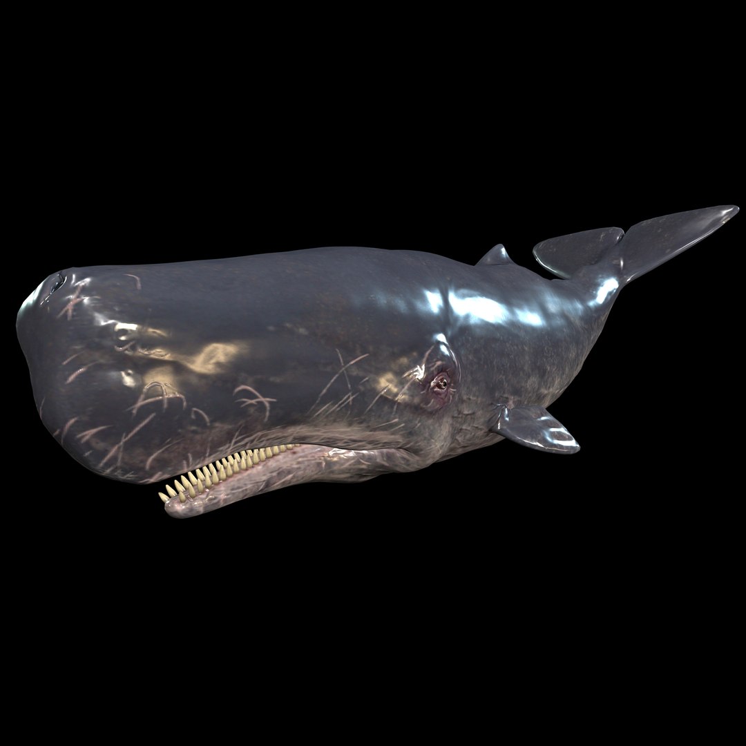 WHALE Sperm Whale Moby Dick 3D Model - TurboSquid 2216834