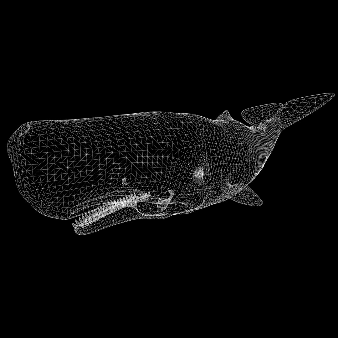 WHALE Sperm Whale Moby Dick 3D Model - TurboSquid 2216834