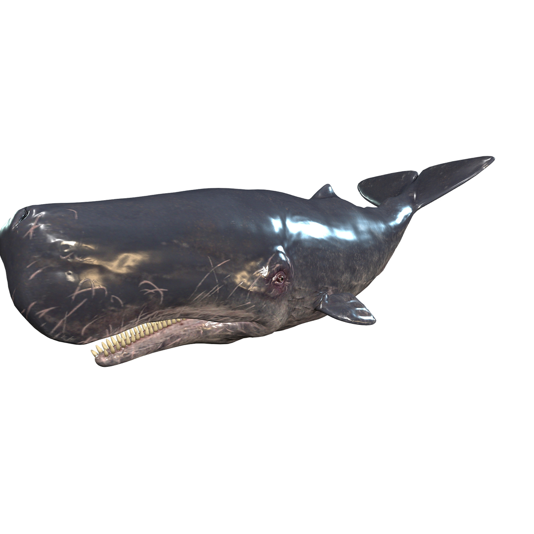 WHALE Sperm Whale Moby Dick 3D Model - TurboSquid 2216834
