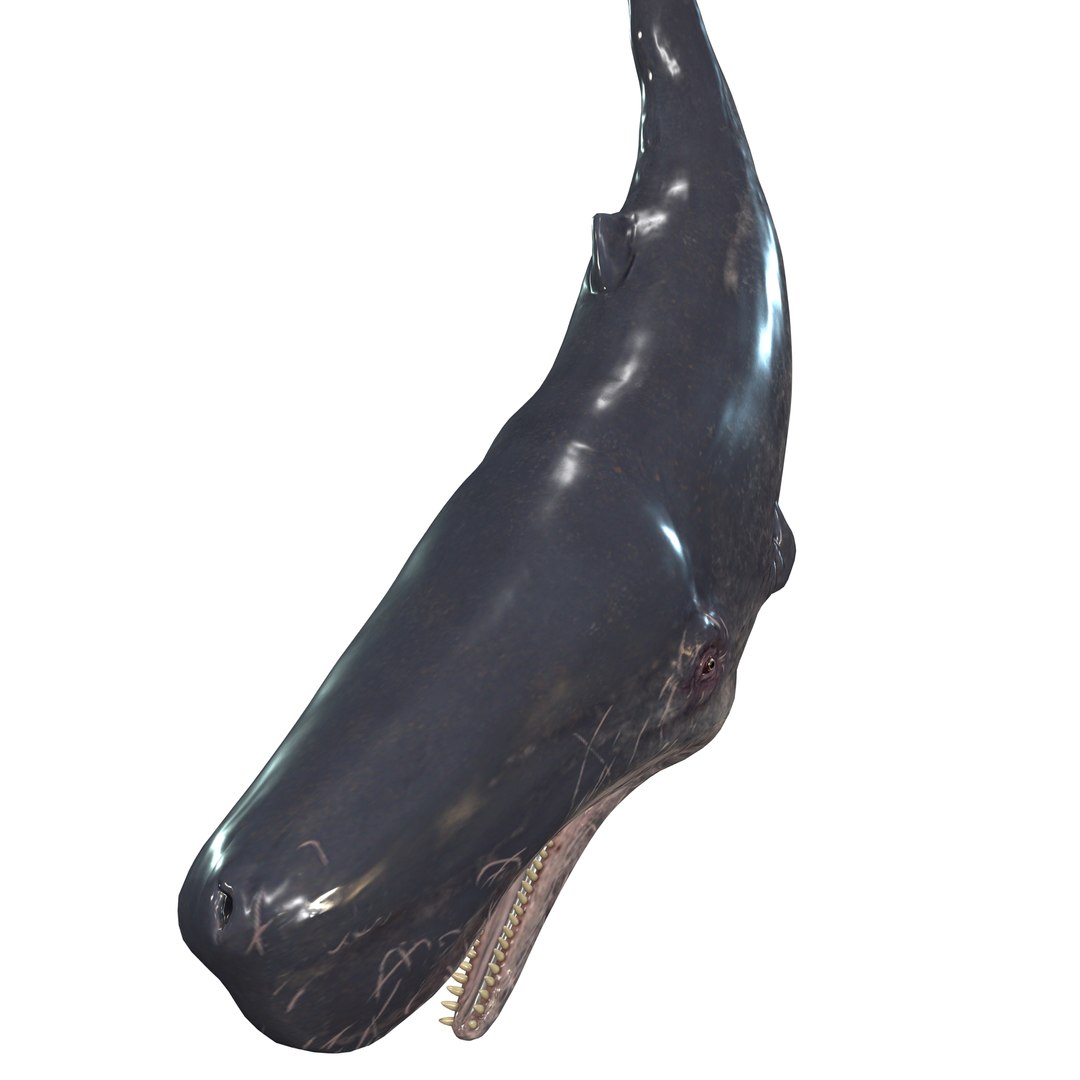 WHALE Sperm Whale Moby Dick 3D Model - TurboSquid 2216834
