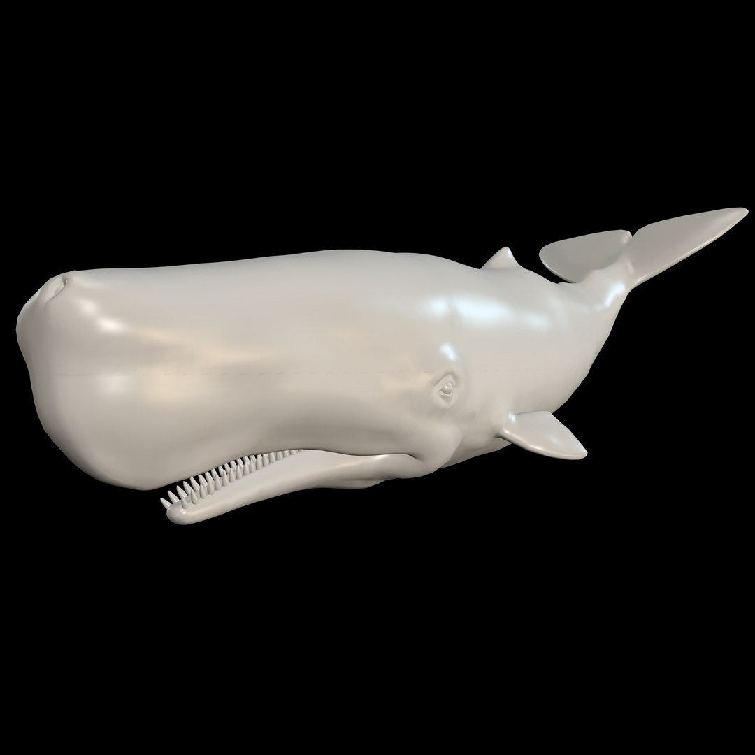 WHALE Sperm Whale Moby Dick 3D Model - TurboSquid 2216834