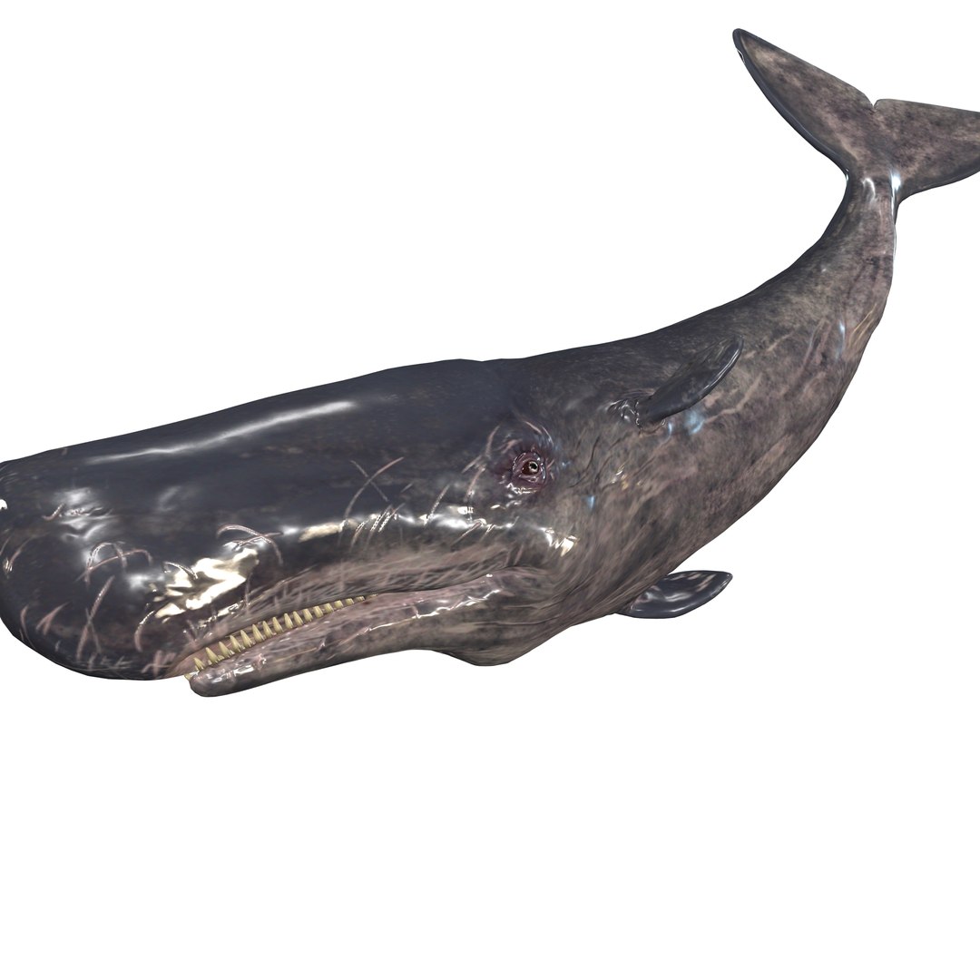 WHALE Sperm Whale Moby Dick 3D Model - TurboSquid 2216834