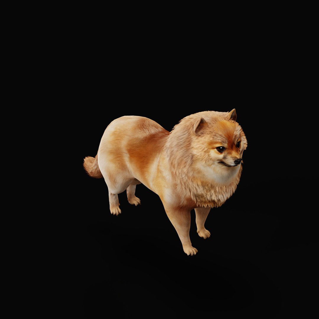 3D Model German Spitz Mittel Dog - TurboSquid 2398731