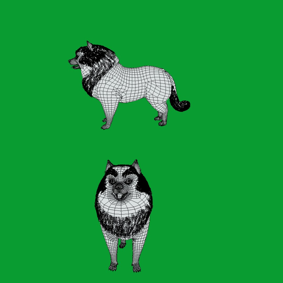 3D Model German Spitz Mittel Dog - TurboSquid 2398731
