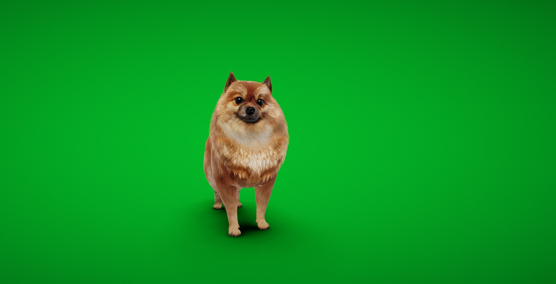 3D Model German Spitz Mittel Dog - TurboSquid 2398731