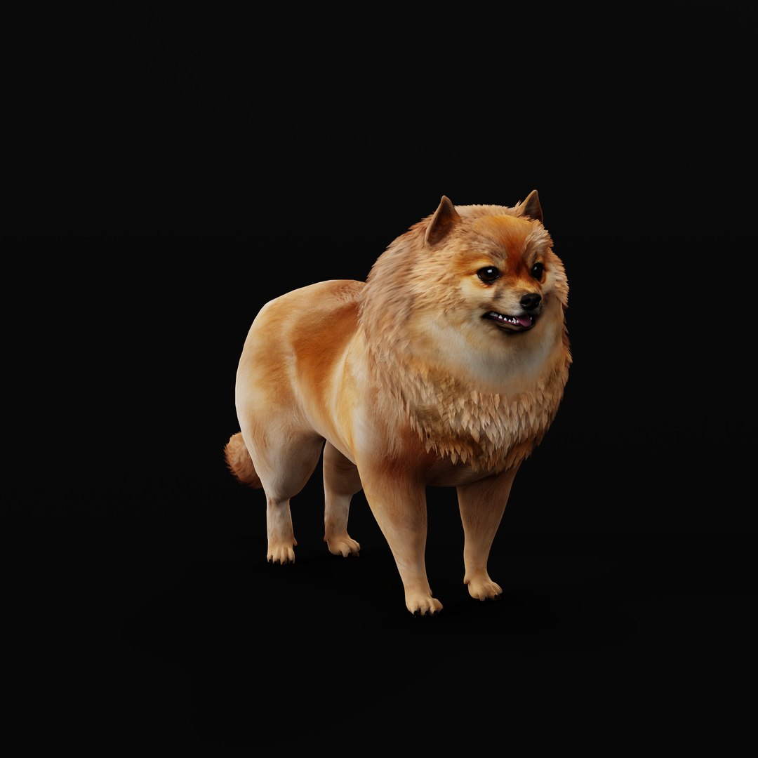 3D Model German Spitz Mittel Dog - TurboSquid 2398731