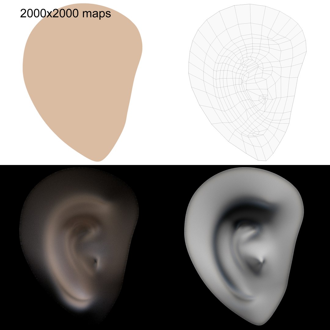 Free Human Ear 3d Model