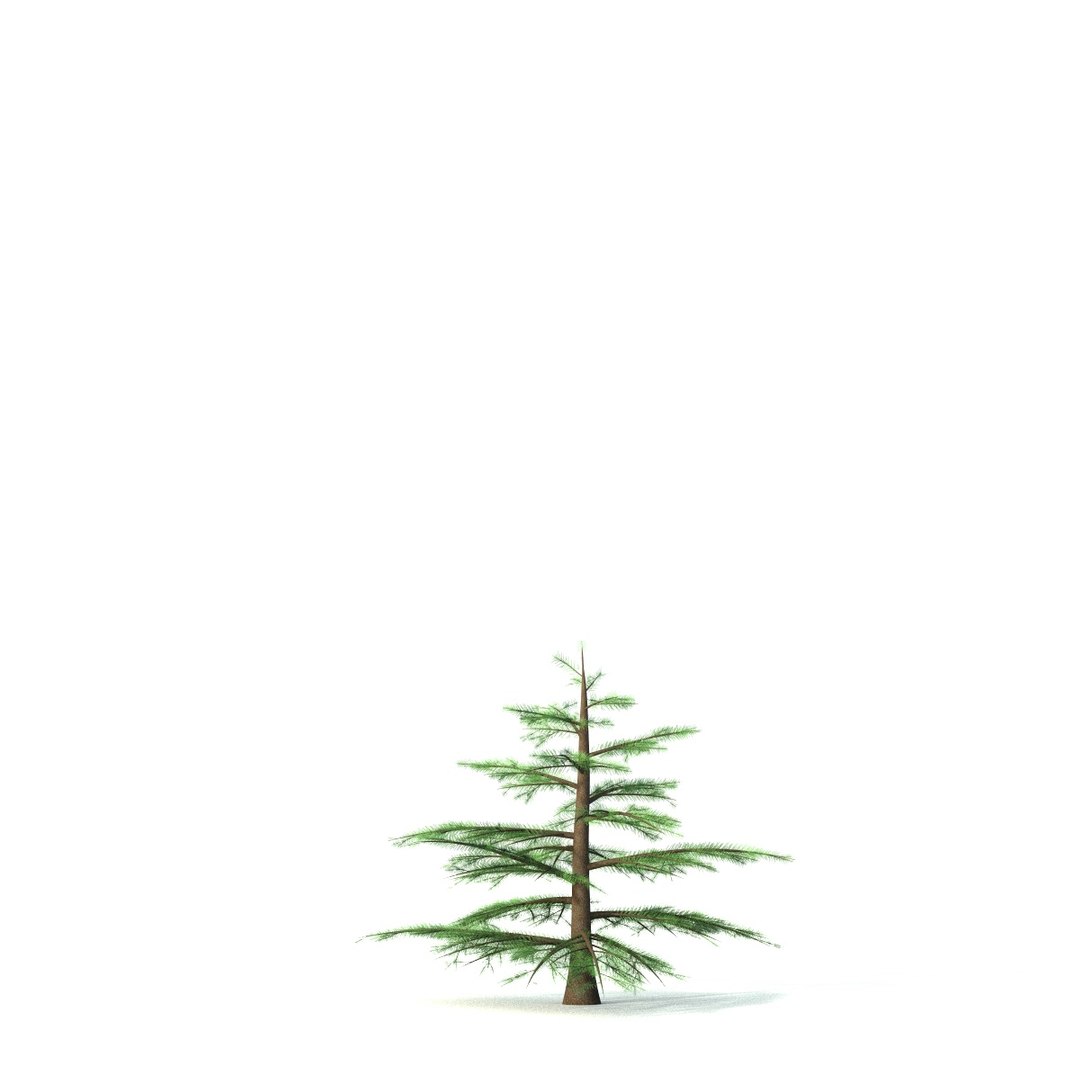Fir Tree Animation 3d C4d