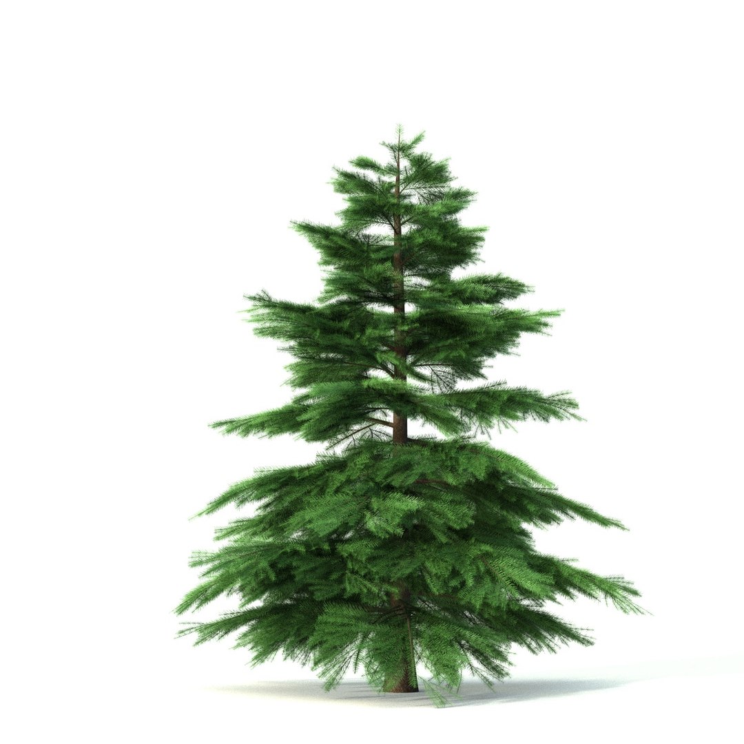 fir tree animation 3d c4d