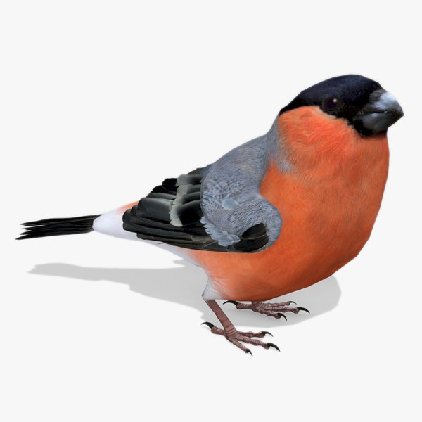 Finch 3D Models for Download | TurboSquid