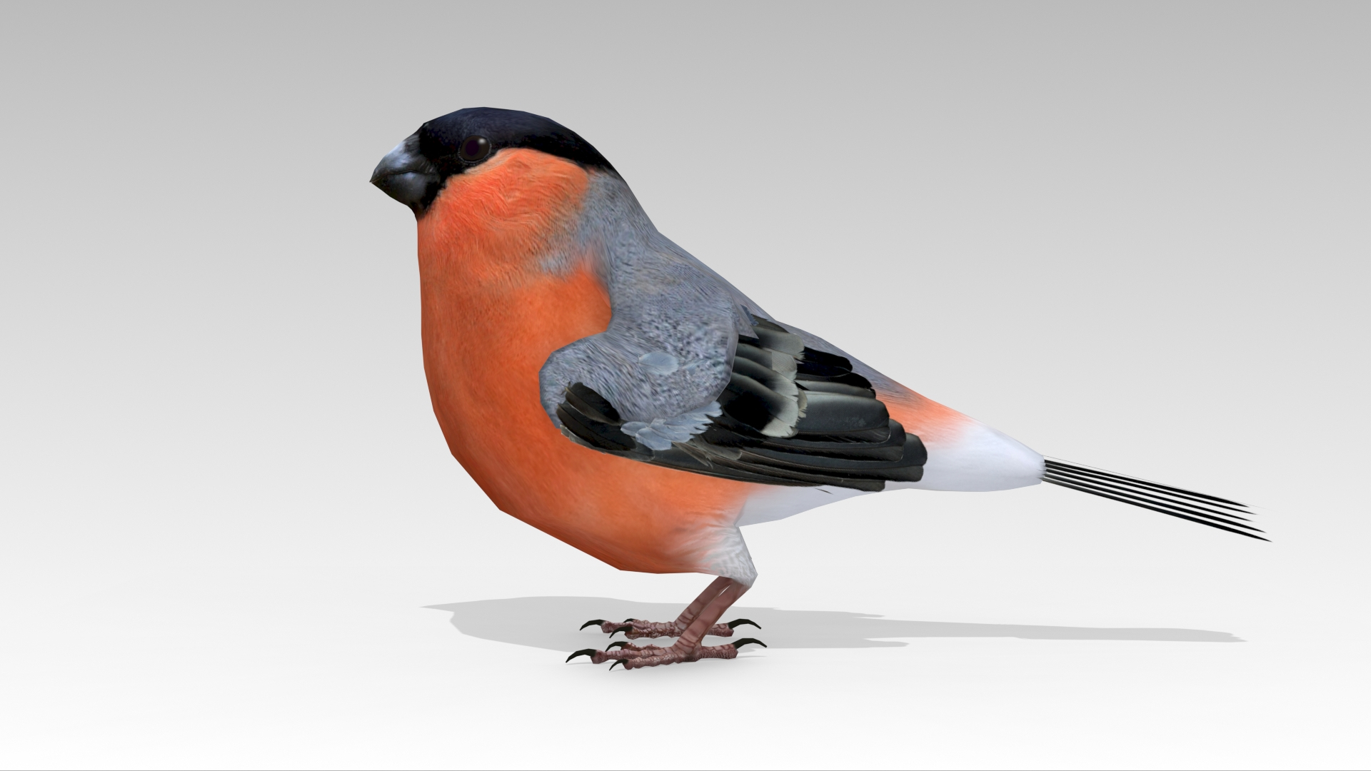 3D Model Bullfinch - TurboSquid 2002007