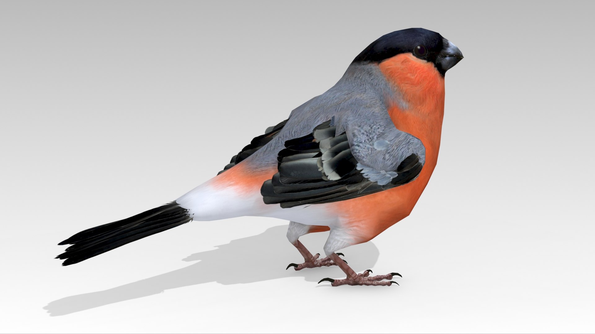 3D Model Bullfinch - TurboSquid 2002007