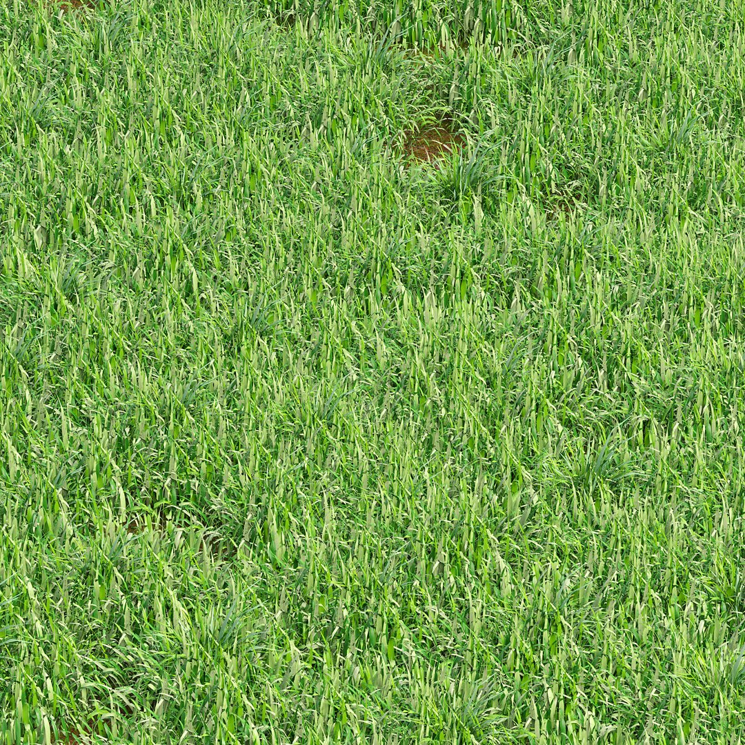 Grass Meadow Blades 3D Model - TurboSquid 2133967