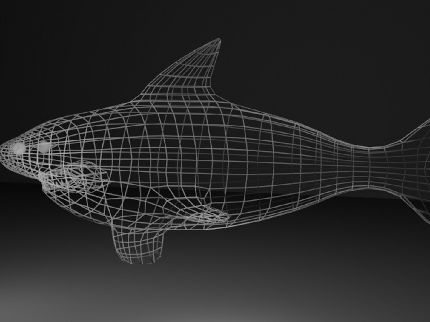 Shark model - TurboSquid 1260564