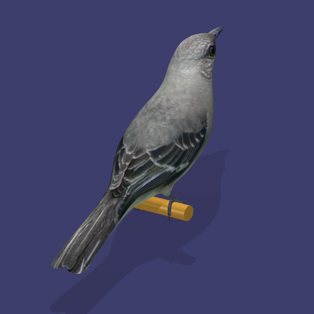 3d Northern Mockingbird Birds Ab Model
