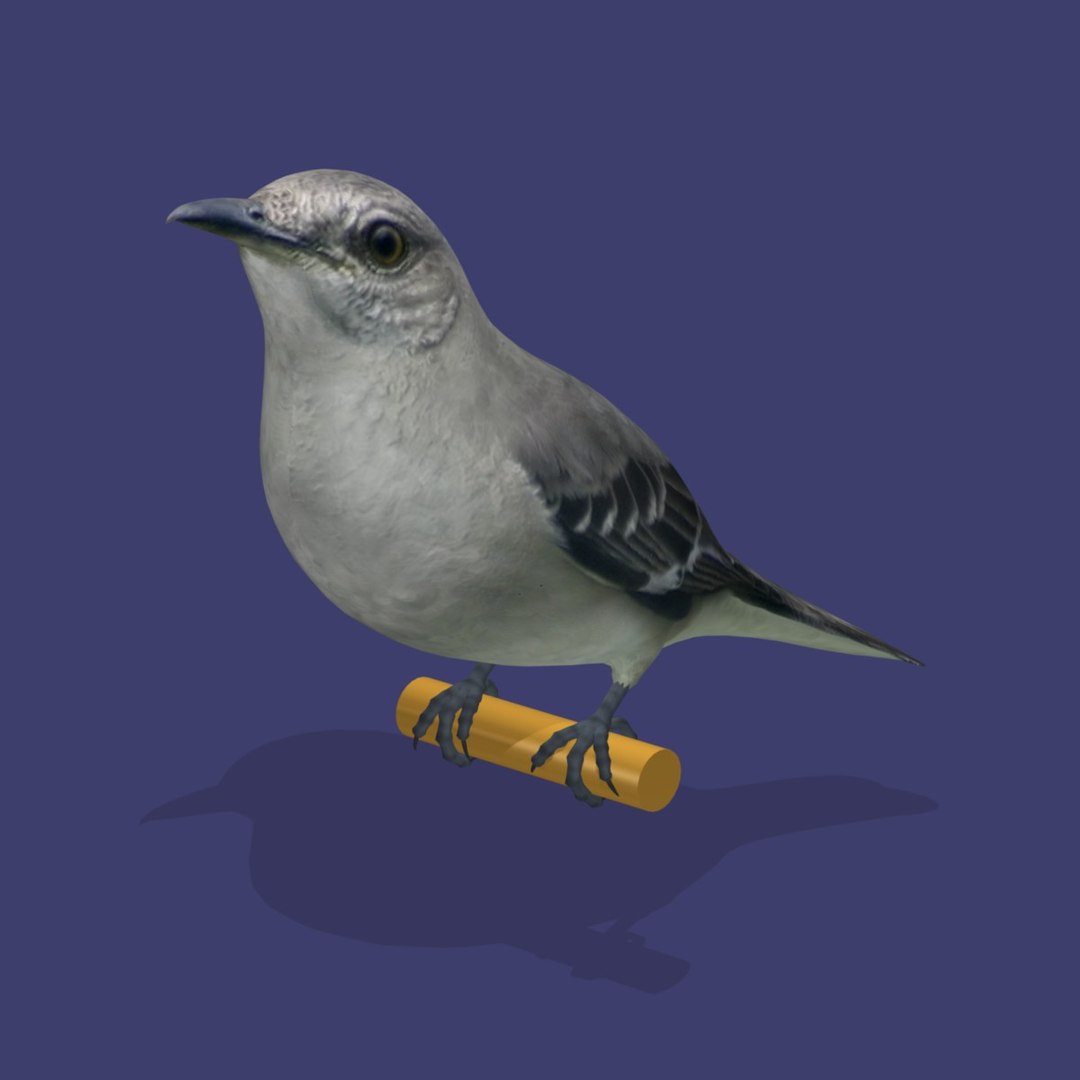 3d Northern Mockingbird Birds Ab Model