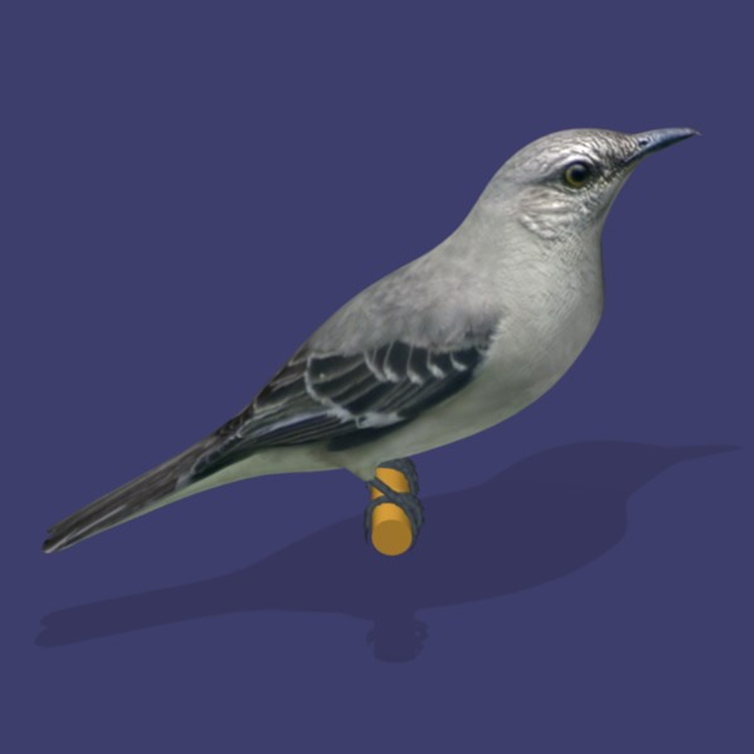 3d Northern Mockingbird Birds Ab Model