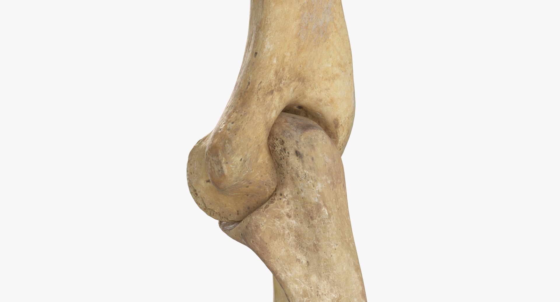 Real human arm bones hand model - TurboSquid 1635045