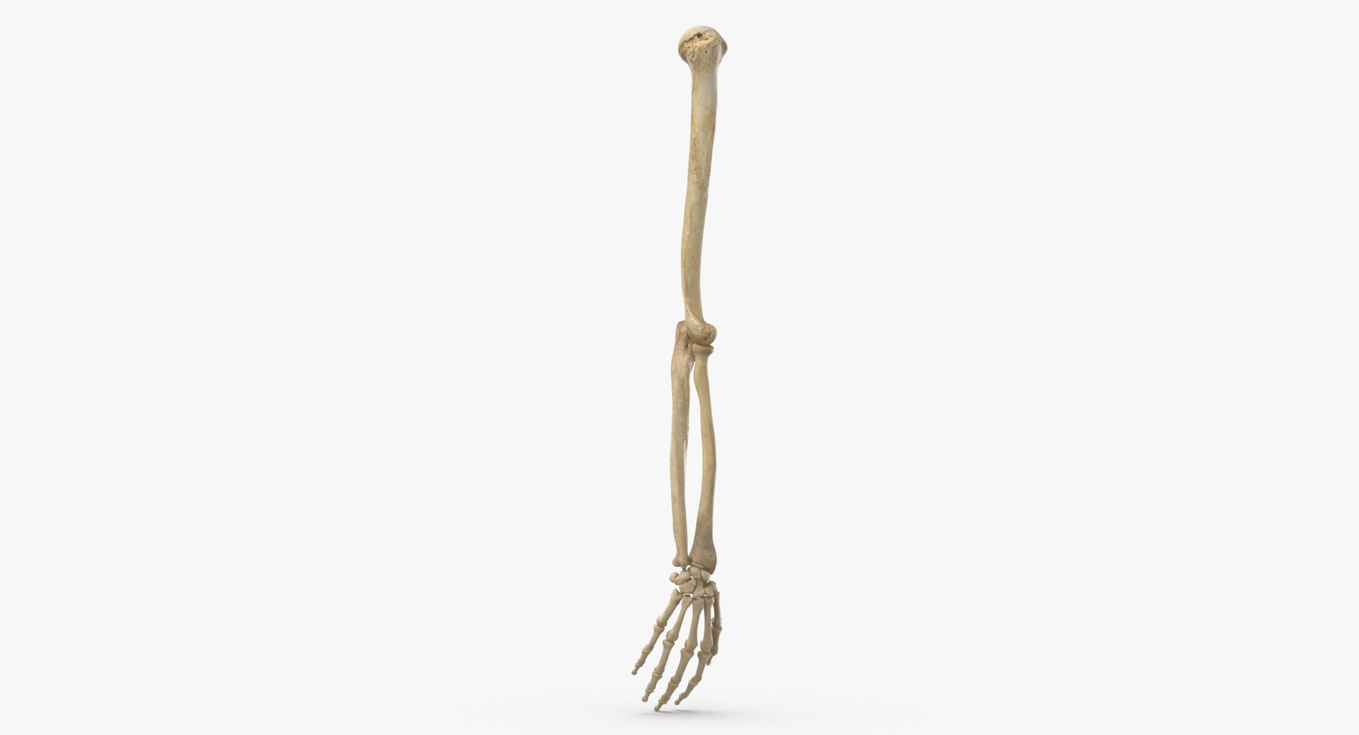 Real human arm bones hand model - TurboSquid 1635045