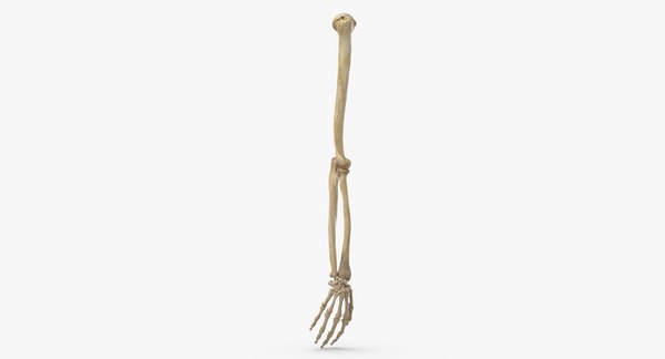 Real human arm bones hand model - TurboSquid 1635045
