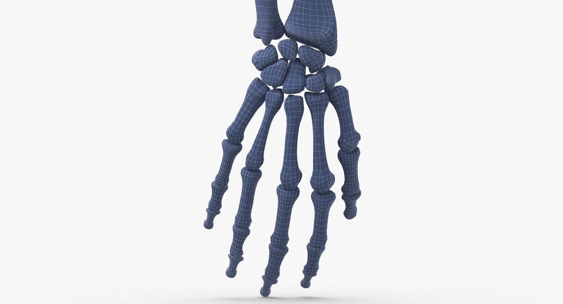 Real Human Arm Bones Hand Model - TurboSquid 1635045