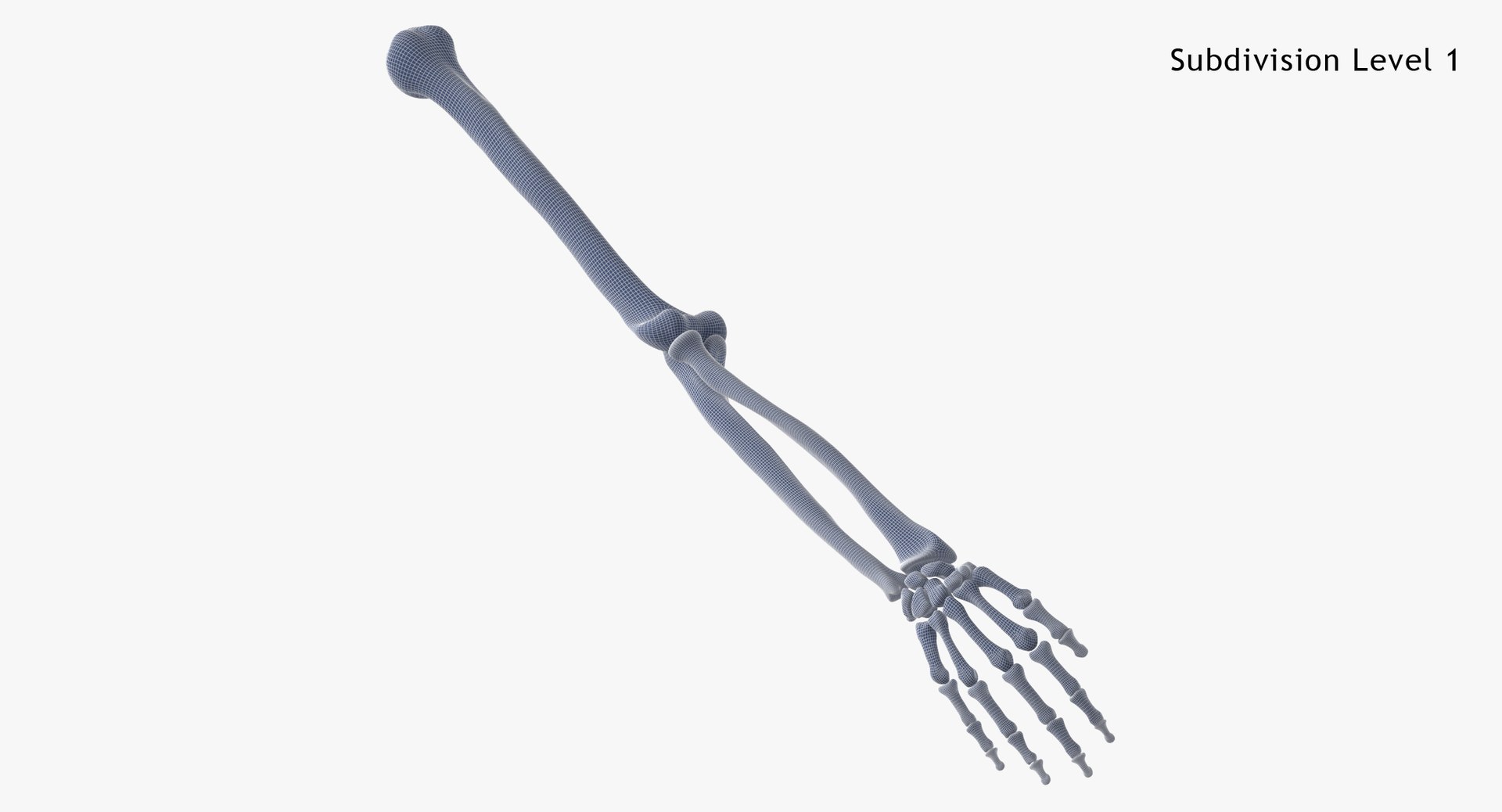 Real Human Arm Bones Hand Model - TurboSquid 1635045