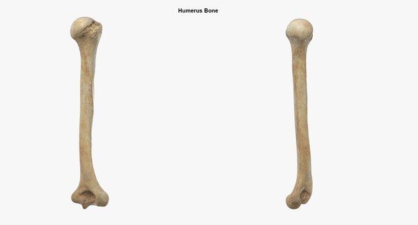 Real human arm bones hand model - TurboSquid 1635045