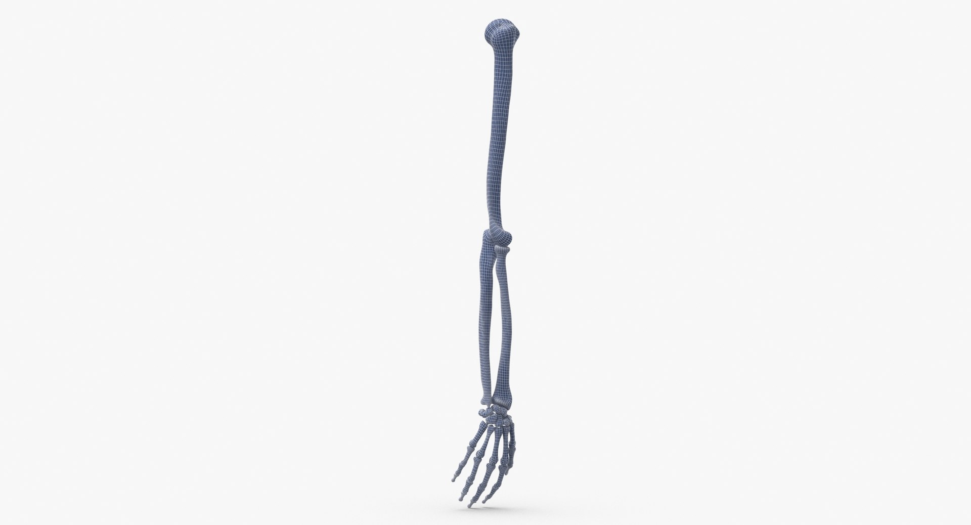 Real human arm bones hand model - TurboSquid 1635045