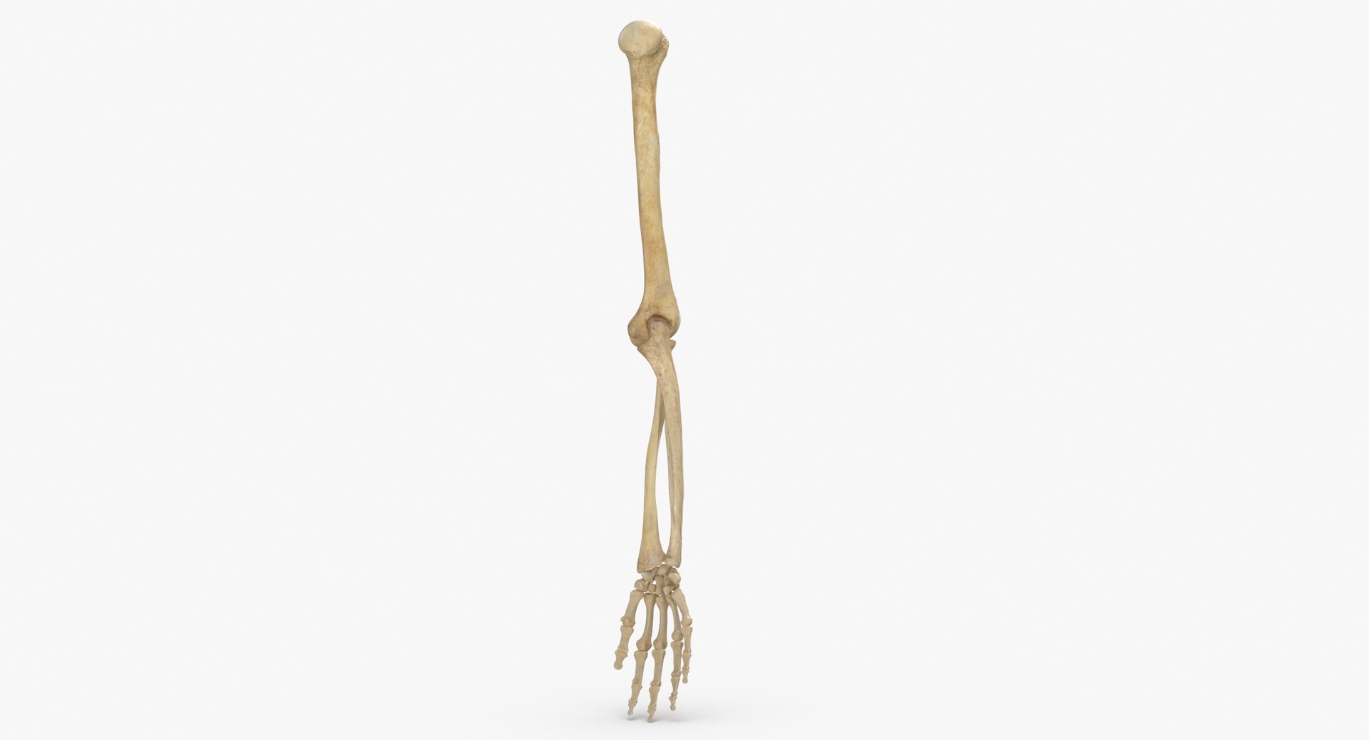 Real human arm bones hand model - TurboSquid 1635045