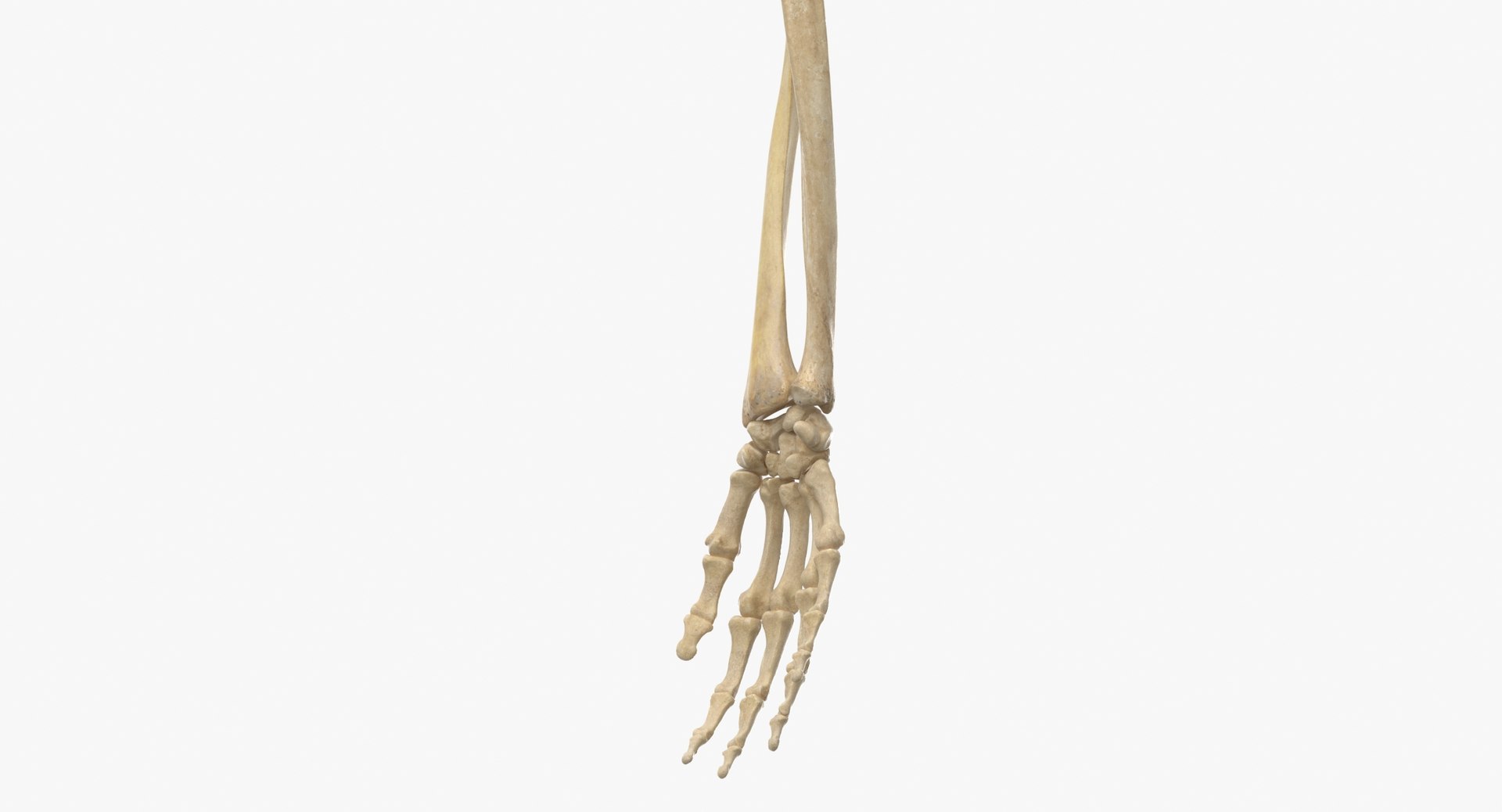 Real human arm bones hand model - TurboSquid 1635045