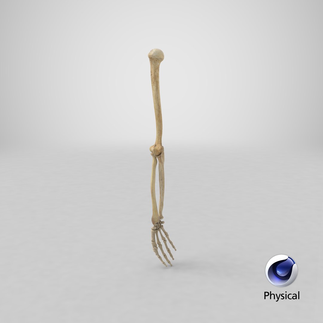 Real Human Arm Bones Hand Model - TurboSquid 1635045