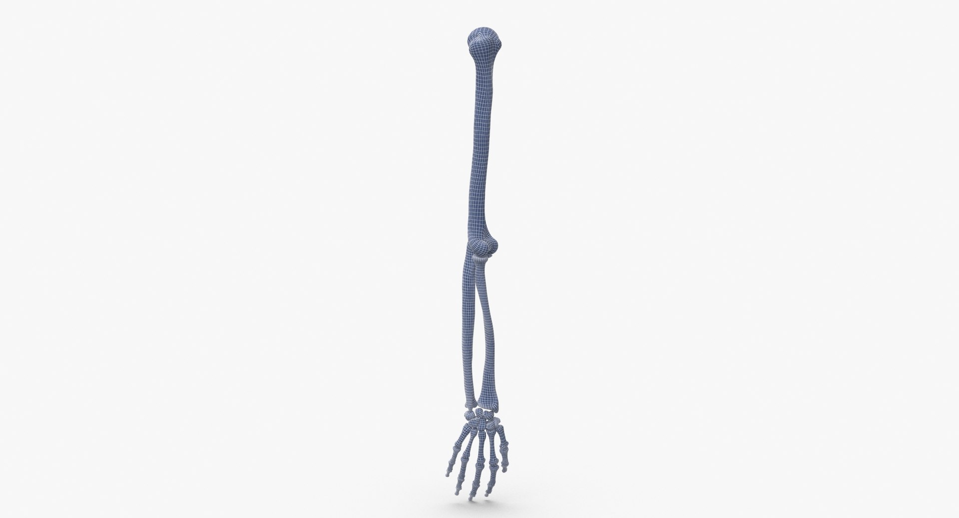 Real human arm bones hand model - TurboSquid 1635045