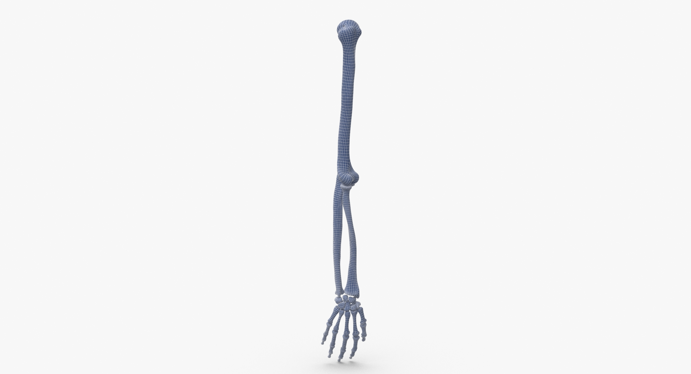 Real human arm bones hand model - TurboSquid 1635045