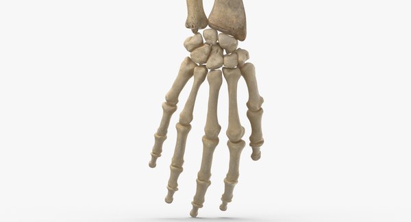 Real human arm bones hand model - TurboSquid 1635045