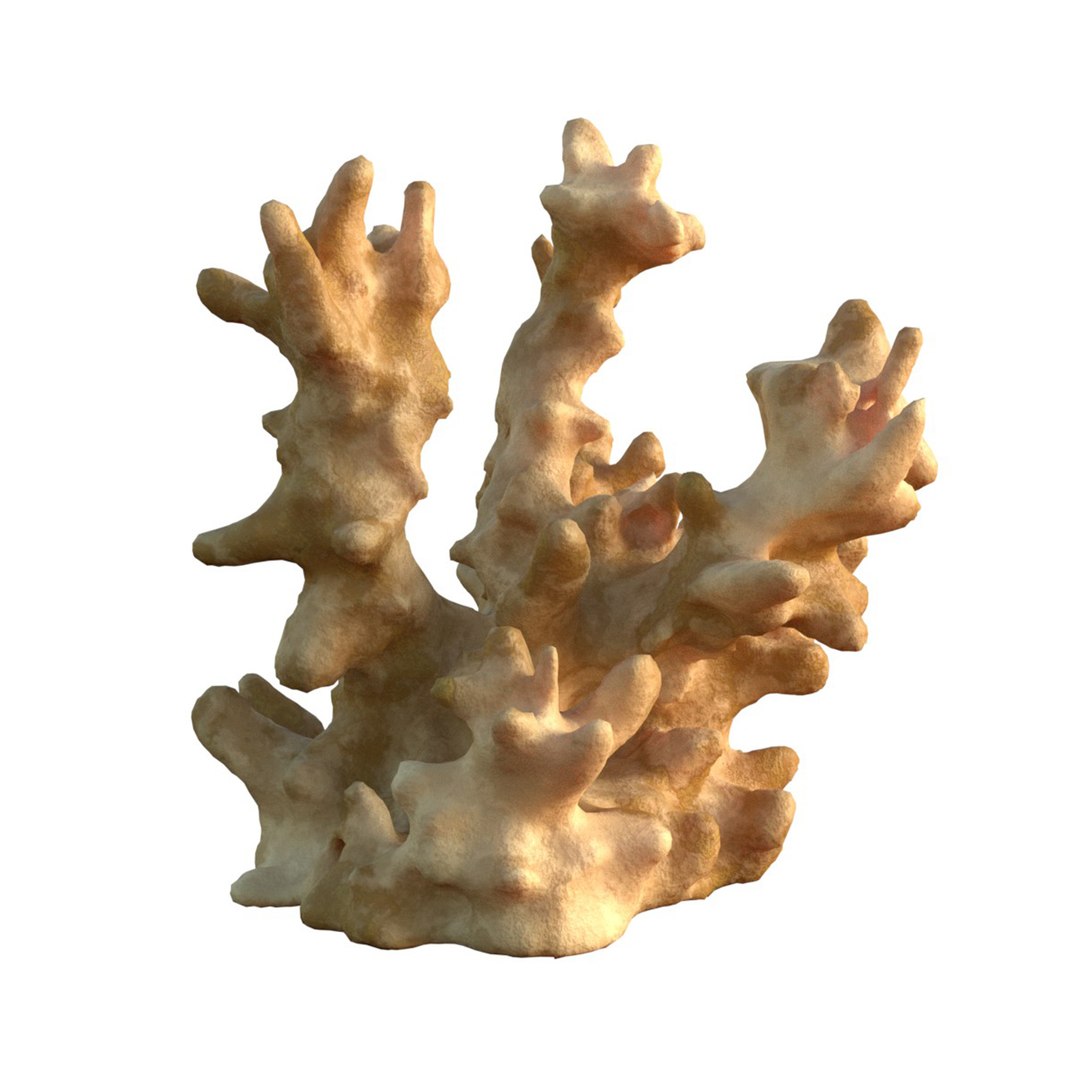 3D Coral Reef V3 - TurboSquid 2370932