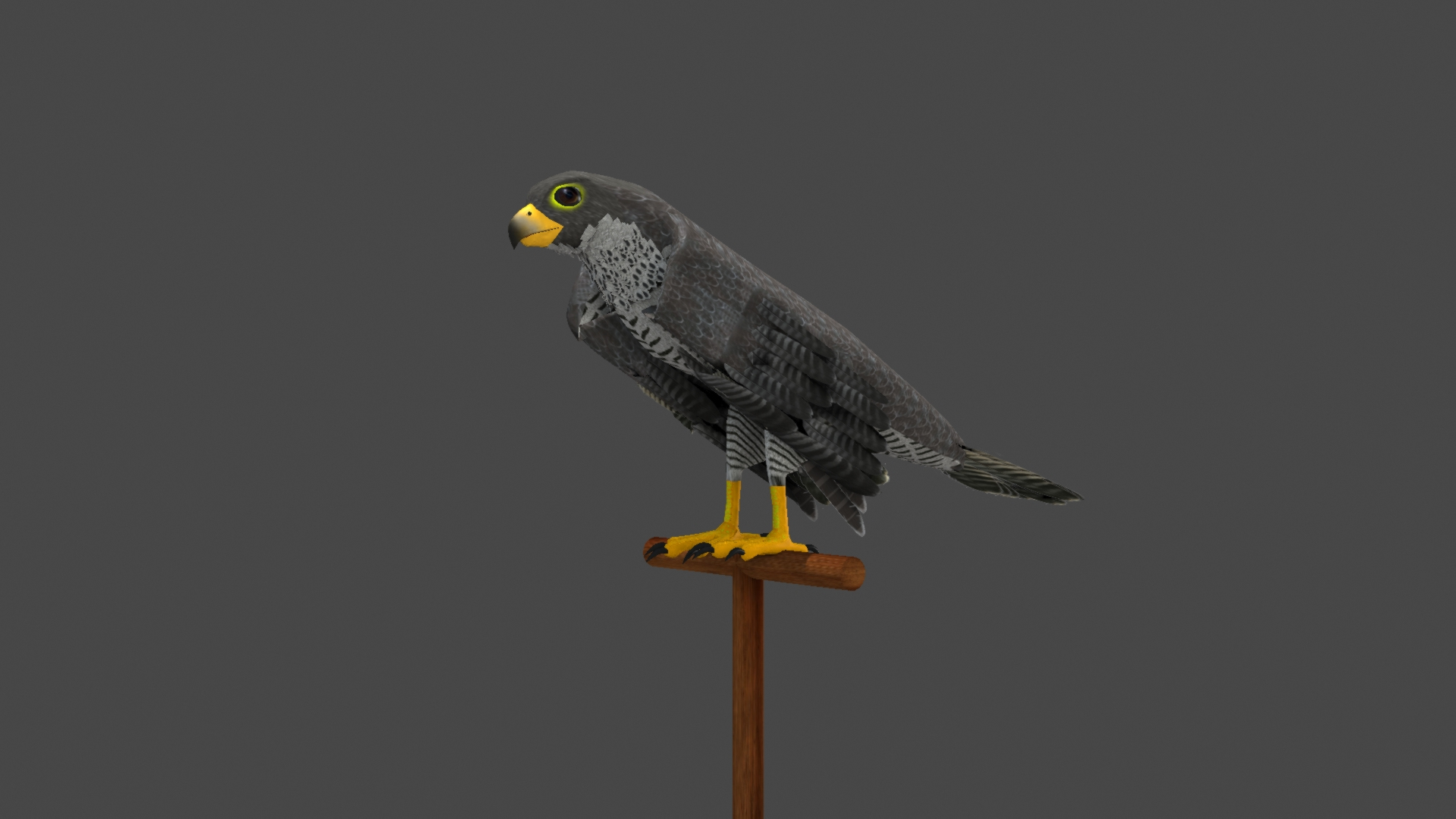 3D Peregrine Falcon Animated - TurboSquid 2066577