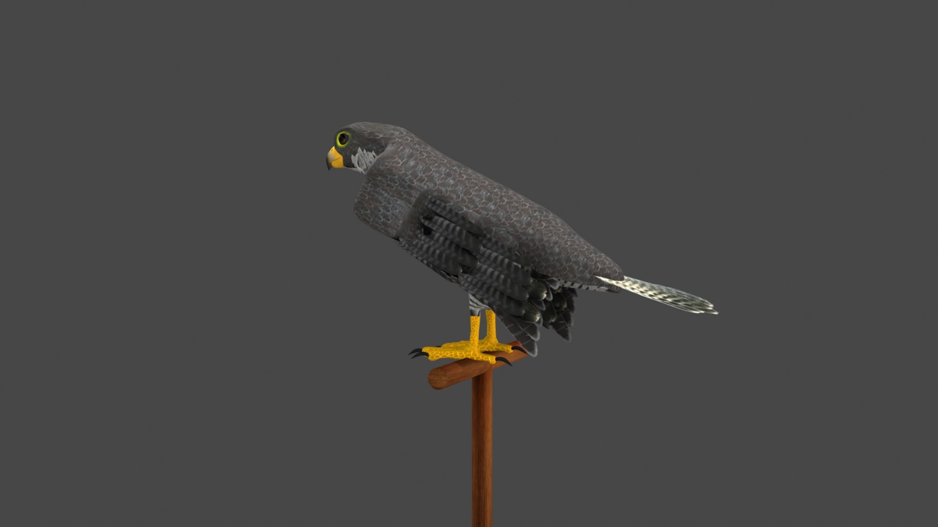 3D Peregrine Falcon Animated - TurboSquid 2066577
