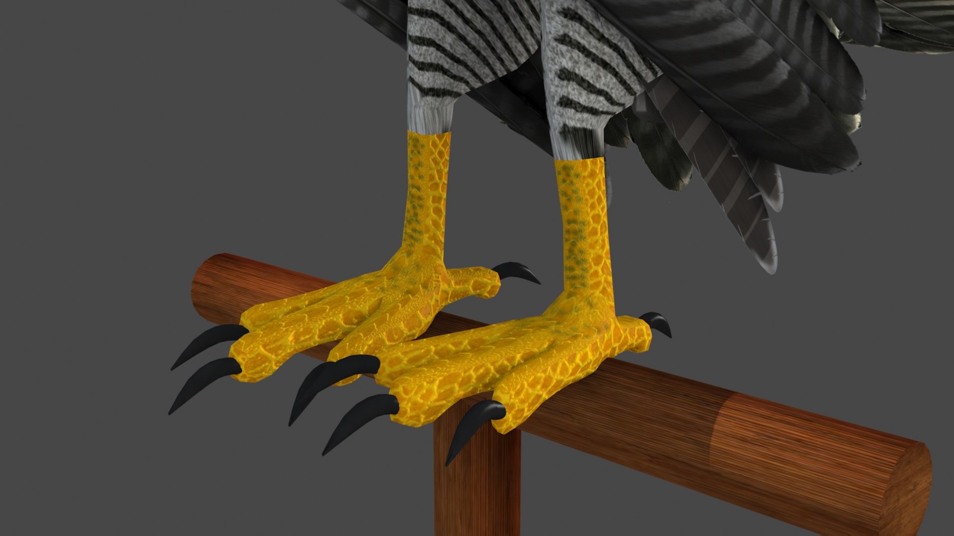 3D Peregrine Falcon Animated - TurboSquid 2066577